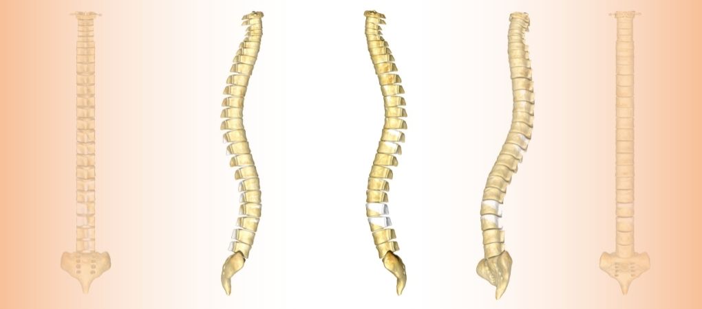 Dysraphisme spinal - Osteopedia - le portail web mondial de l'ostéopathie